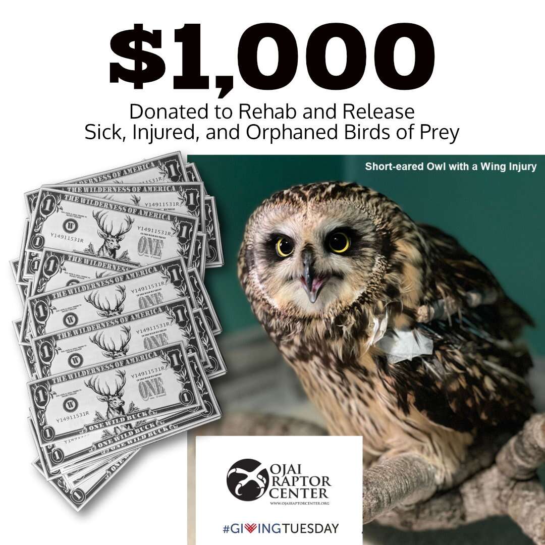 $1,000 Donated to Rehab and Release Sick, Injured, and Orphaned Birds ...